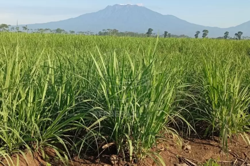Produktivitas Tebu PTPN I Regional 5 Kebun Kalitelepak Meningkat di TMA ...