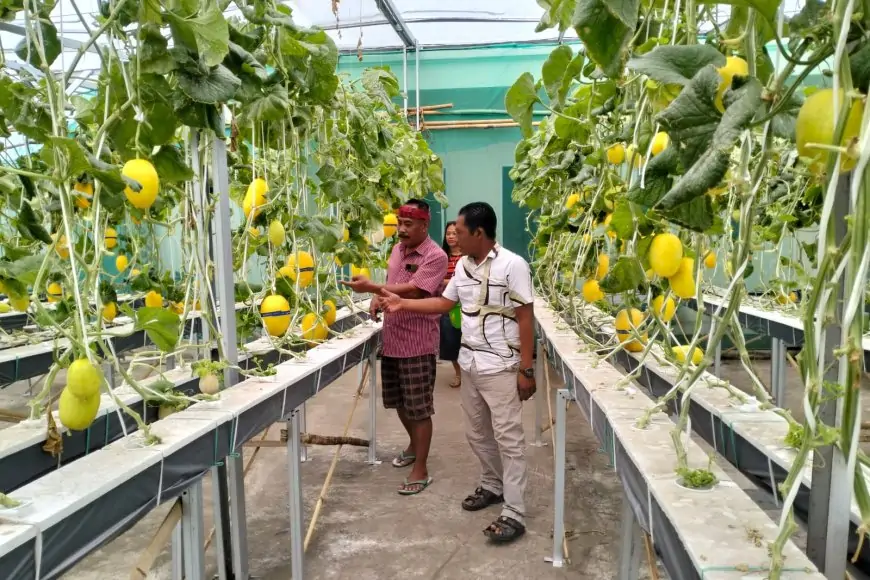Nikmati Sensasi Petik Sendiri, Sampean Green Farm Situbondo Tawarkan ...